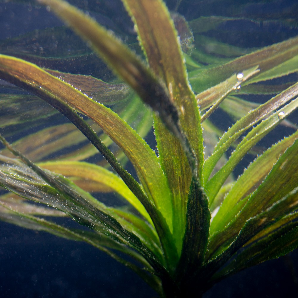 Krebsschere Und Fische 1