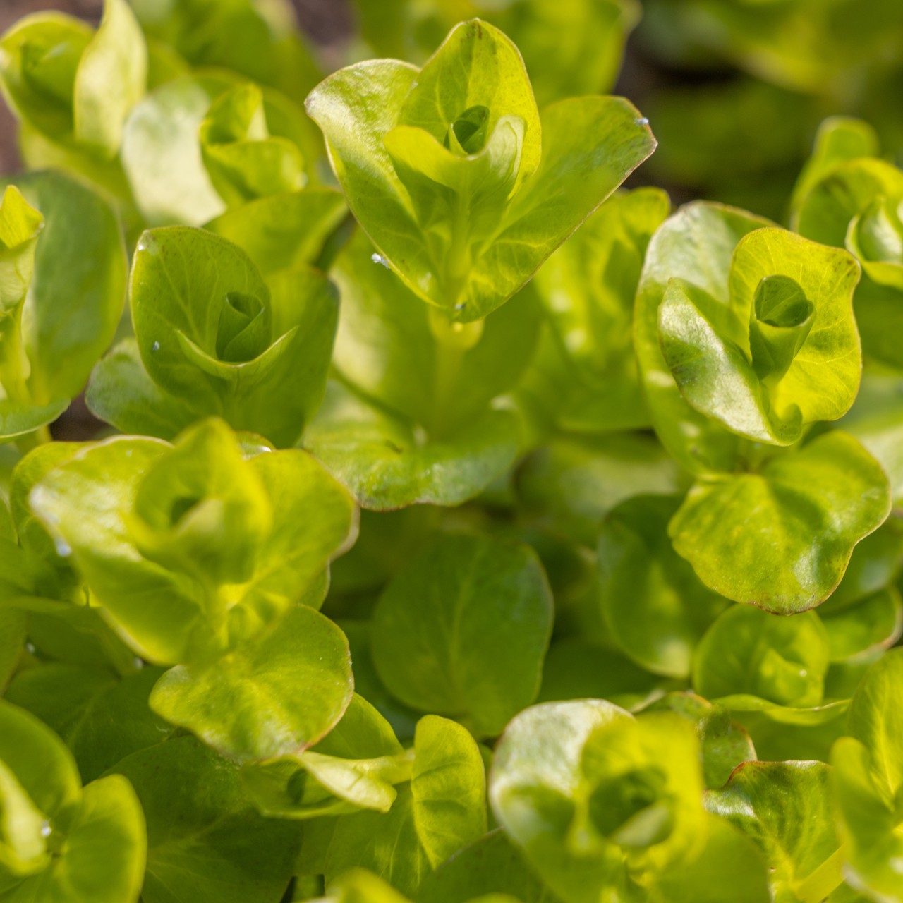 Gelblaubiges Pfennigkraut 'Aurea' / Lysimachia nummularia 'Aurea'